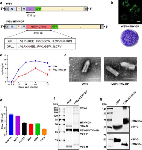 Single Dose Recombinant Vsv Based Vaccine Elicits Robust And Durable Neutralizing Antibody