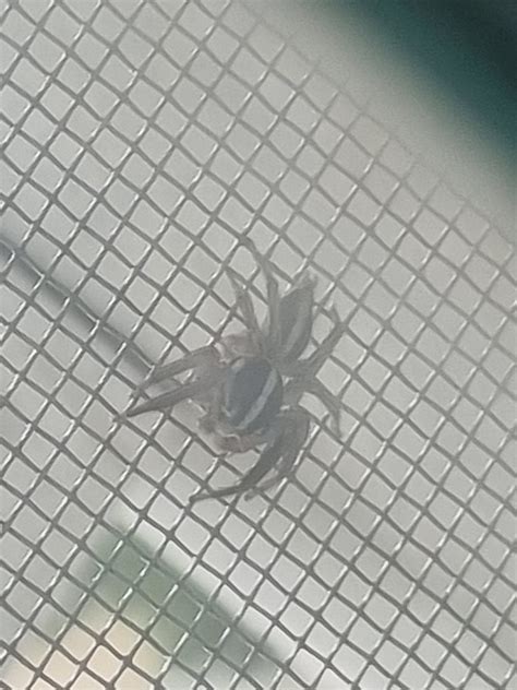 이 거미 이름 지식in