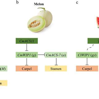 Model Of Sex Determination In Gourds A Model Of Sex Determination In Download Scientific