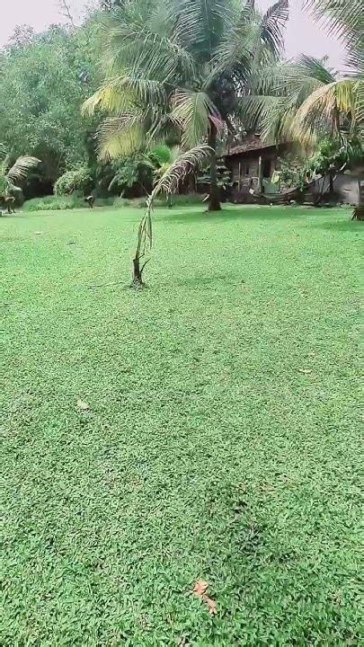 මිදුල ට තණකොළ කාර්පට් Youtube