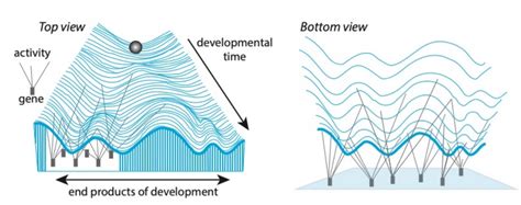 A Waddington Epigenetic Landscape For The C Elegans Embryo Cherry