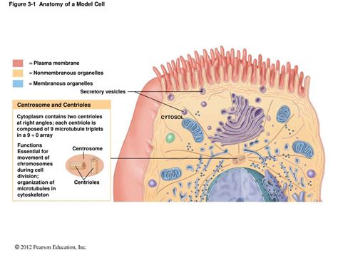 Ppt 3 The Cellular Level Of Organization Powerpoint Presentation