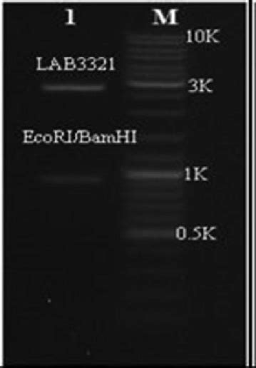 Digestion Of Puc18 Vectors By Restriction Enzymes Well M 100 Bp Download Scientific Diagram