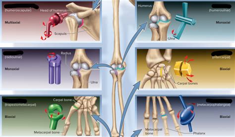 Joints Diagram Quizlet