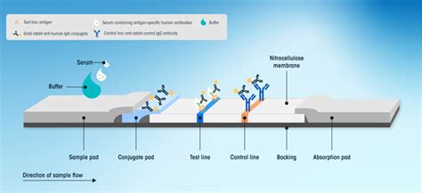 An Introduction To The Lateral Flow Test Strengths Limitations And Applications Technology