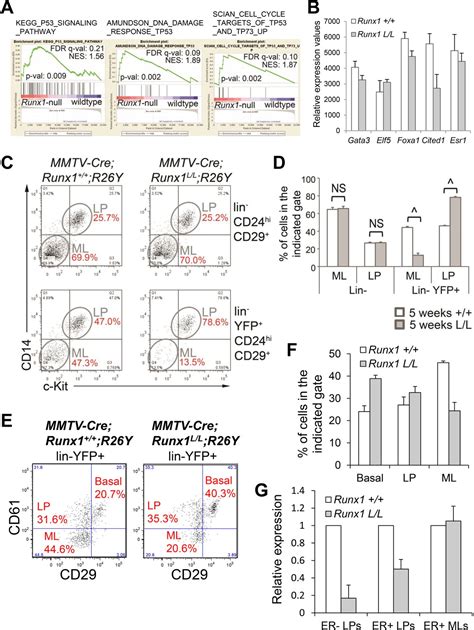 figures and data in runx1 a transcription factor mutated in breast