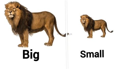 Best 13 Big Vs Small Small Vs Big Difference Between Big And Small