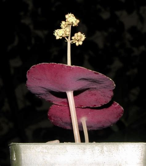 Crassula Pacific Bulb Society