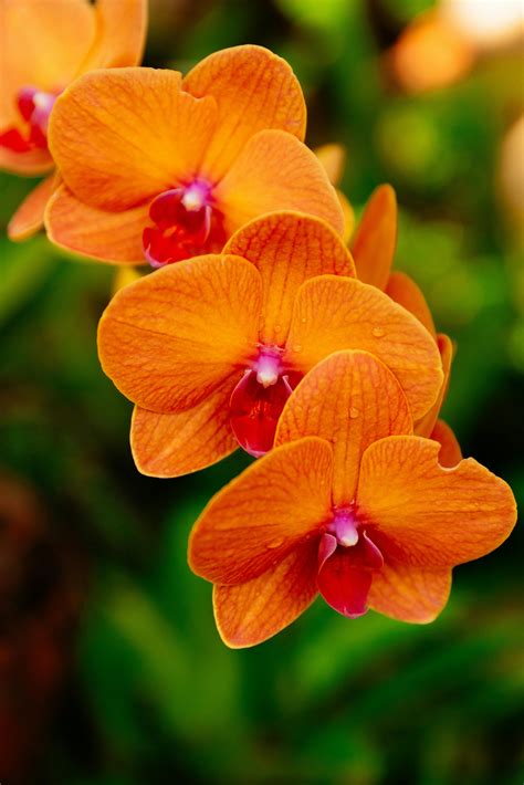 Priyanshi Name Wallpaper Photos Download The Best Free Priyanshi Name