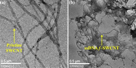 Hrtem Image Of A Pristine Swcnt And B Ssdna Functionalized Swcnt