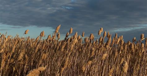 가을 갈대 건조한 경치 경치가 좋은 계절 고요한 골든 아워 공기의 움직임 구름 농업 농촌의 높은 들판