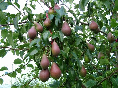 Pear Tree Pictures Images Phtos Info About Pear Trees