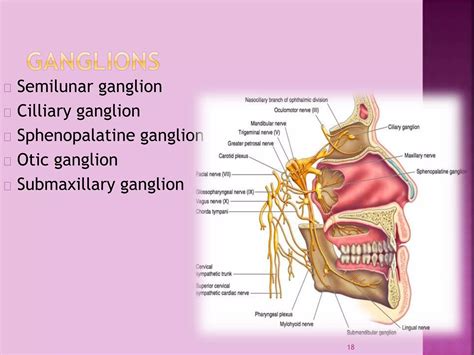 Trigeminal Nerve And Its Importance In Max Fac Surgery Pptx