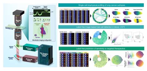 Cytometry Singlecell Imaging Deeplearning Deepneuralnetworks Biophysics Kevin Tsia