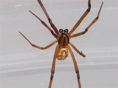Latrodectus Hesperus Latrodectus Hesperus Bugguide Net