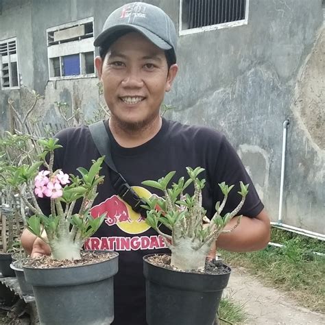 Apip Adenium Youtube