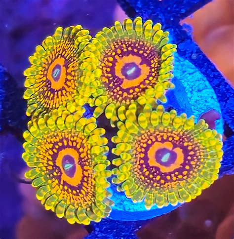 Zoanthids And Palys Coral Insanity
