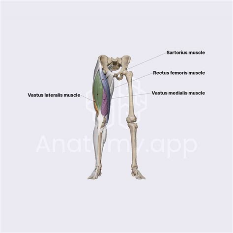 Rectus Femoris Muscle Origin Rectus Femoris Muscle Illustration Stock