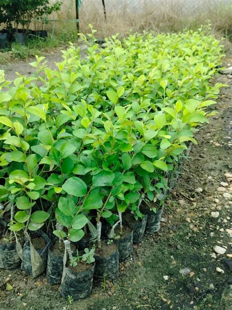 Thai Apple Ber At ₹ 30 Piece Marmi Chittorgarh Id 2854987313262