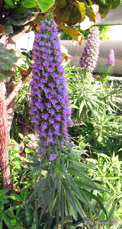 Echium Pride Of Madeira