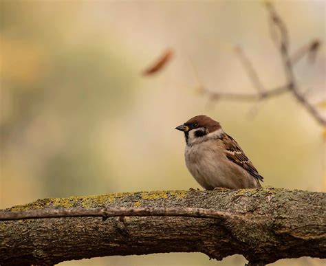 Free Hình Nền K Gái Xinh K Wallpaper Images Pixabay