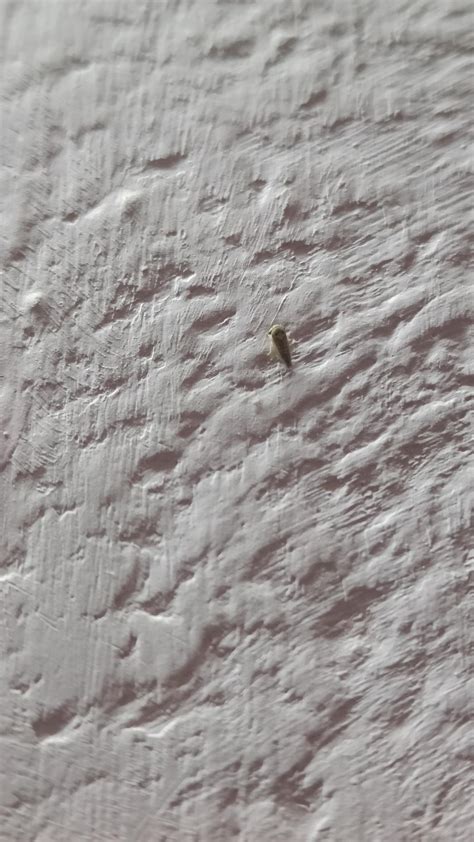 What Are These Bugs Infesting My Garden And Home Rinsects