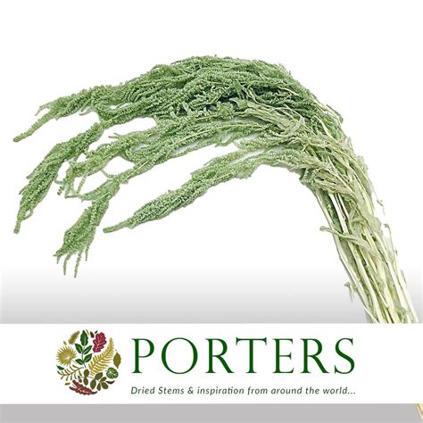 Amaranthus Trailing Coloured Various Options Porters Foliage Ltd