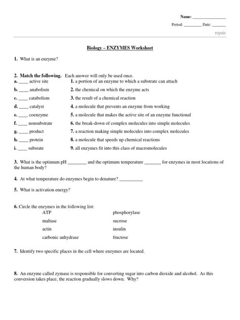 Enzymes Worksheet Pdf Enzyme Chemical Reactions