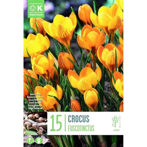 Crocus Specie Fuscotinctus Clonmel Garden Centre Ireland