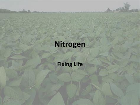 Ppt Nitrogen Powerpoint Presentation Free Download Id 2180175