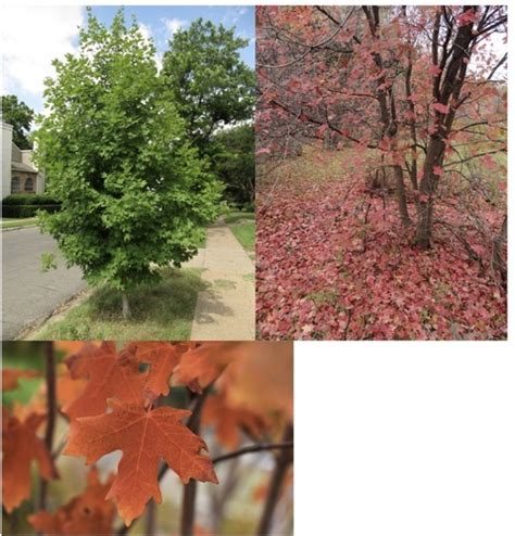 Week 7 Photos Flashcards Quizlet Week 7 Photos Flashcards Quizlet