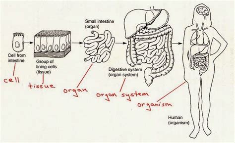 Digestive System Cells And Tissues