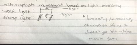 Botany Lecture Exam 3 Flashcards Quizlet