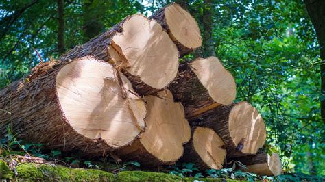 What Is Logging Impacts Sustainable Solutions Ultimate Guide