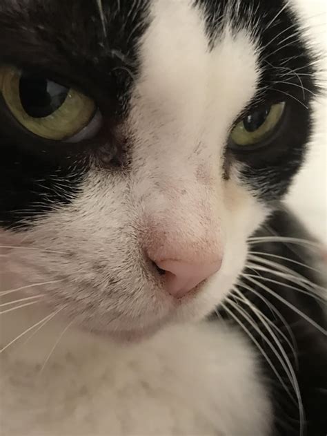 My Cat S Looking For A Hot Date This Is Her New Online Dating Profile Picture 9GAG