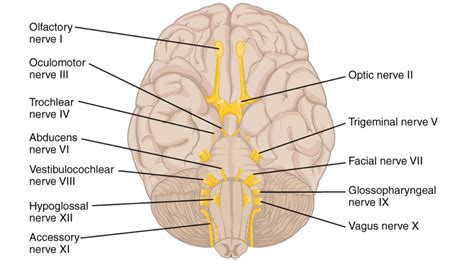 The 12 Cranial Nerves Functions And Mnemonic Lecturio Medical