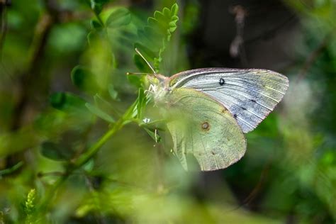 more insect pi birding pi