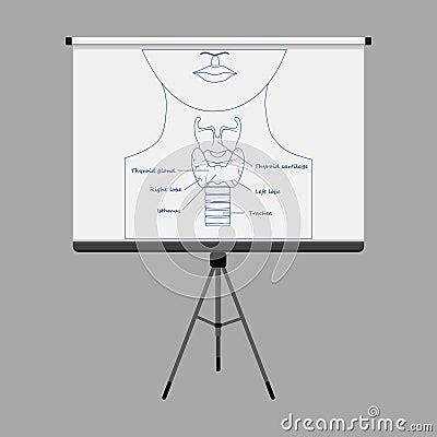 Human Larynx Anatomy Royalty Free Cartoon CartoonDealer Com