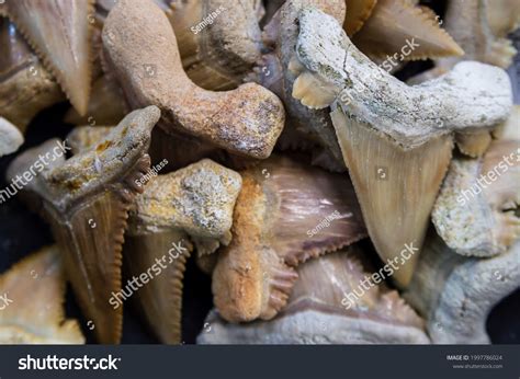 Prehistoric Shark Fossils
