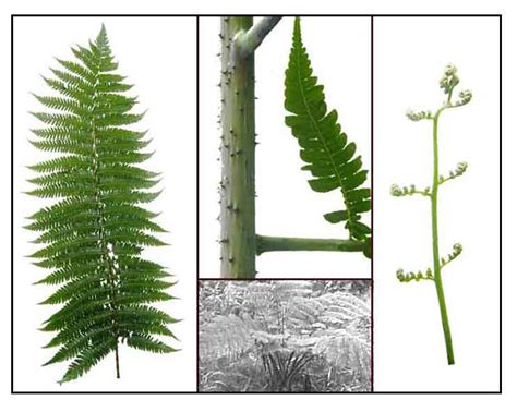 Pakong Buwaya Cyathea Contaminans Sphaeropteris Glauca Moutain Tree