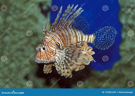 Rascasse Volante Pterois Volitans Stock Image Image Of Full