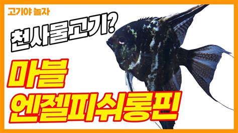 시클리드과 마블엔젤피쉬 롱핀 서진열대어 고기야놀자~ Youtube