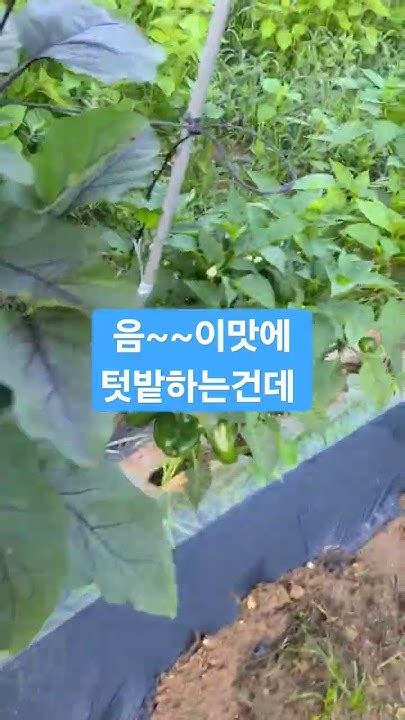 토마토 파프리카 싱싱한 밭작물 Youtube