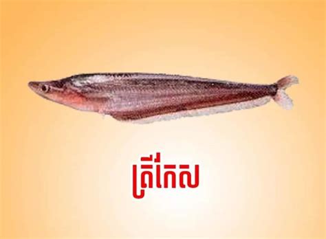 រកជើងខ្លាំង ស្គាល់ត្រីលើសពី២០ឈ្មោះ ផ្សារខ្មែរ បន្លែធម្មជាតិ Facebook