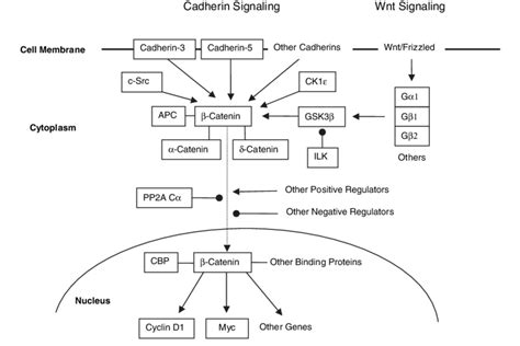 Schematic Illustration Of The B Catenin Signal Transduction Pathway