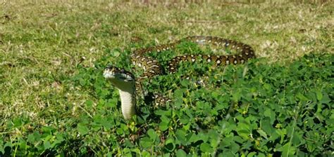 Diamond Python Hatchlings Au Reptile Classifieds
