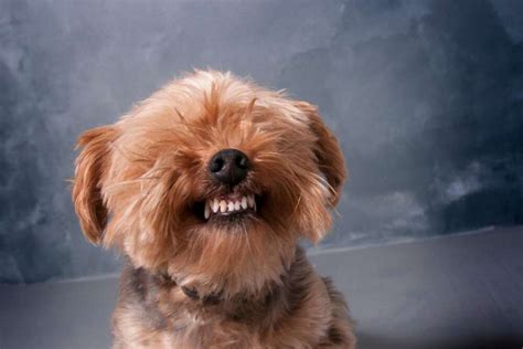 How Big Does A Yorkie Get Understanding Yorkshire Terrier Sizes Yorkie Clothing