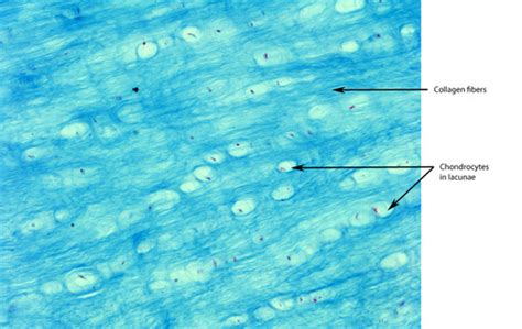 Histology Block 2 Flashcards Quizlet