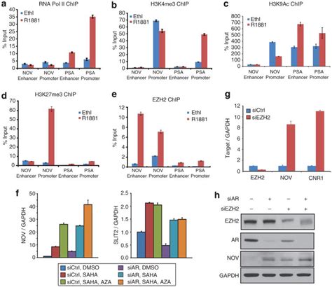 CCN3 NOV Gene Expression In Human Prostate Cancer Is Directly Suppressed By The Androgen