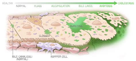 Molecular And Cellular